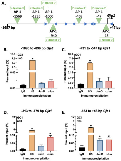 Members of the AP-1 Family of Transcription Factors Regulate the ...