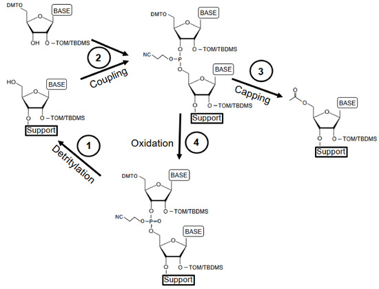 Overview of Methods for Large-Scale RNA Synthesis