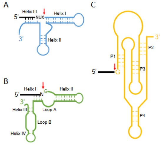 Overview of Methods for Large-Scale RNA Synthesis