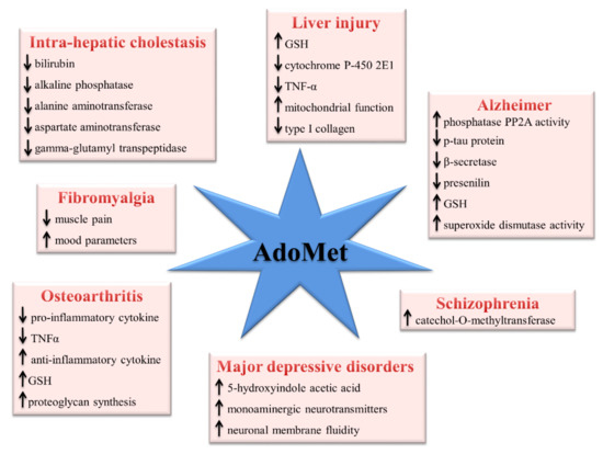 S-Adenosylmethionine, a Promising Antitumor Agent in Oral and Laryngeal ...