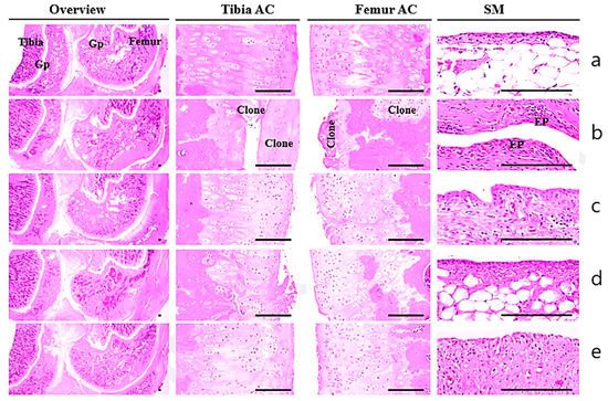 Plebeian Sage (Salvia plebeia R. Br) Extract Ameliorates Inflammation ...