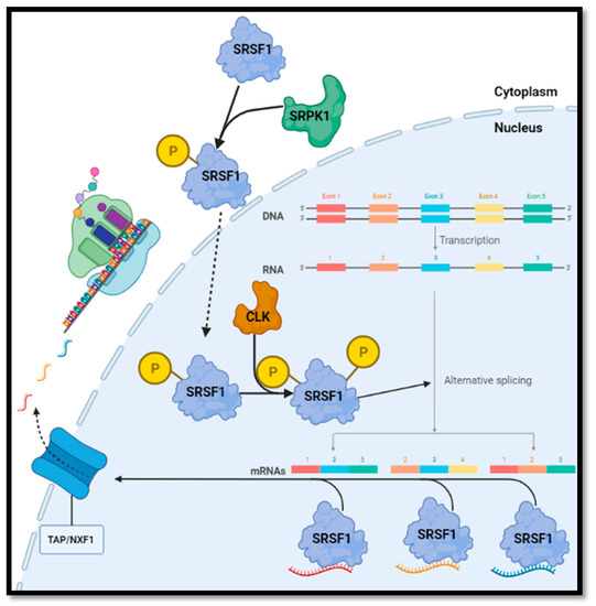 The Clinical Role of SRSF1 Expression in Cancer: A Review of the ...