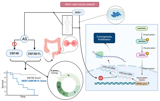 The Clinical Role of SRSF1 Expression in Cancer: A Review of the ...