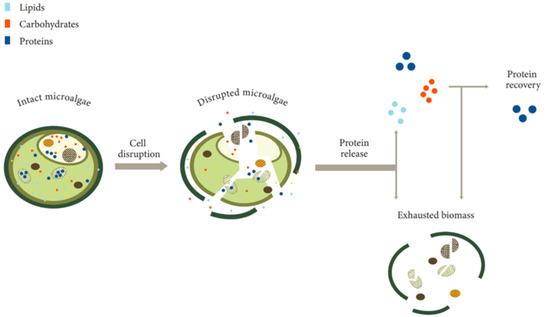 Biodegradable Solvents: A Promising Tool to Recover Proteins from ...