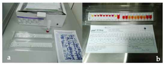 Studies Regarding the Antibacterial Effect of Plant Extracts Obtained ...