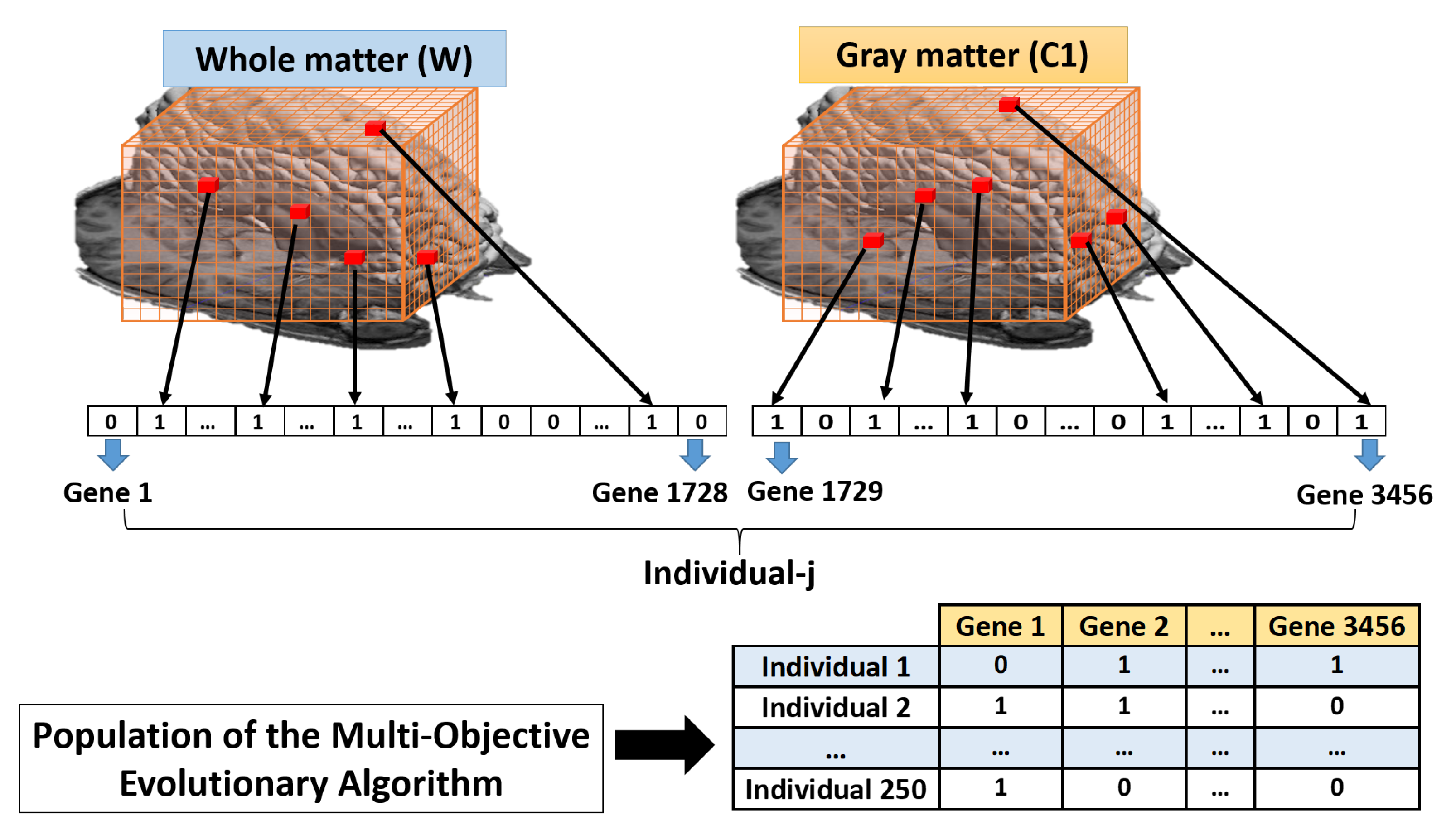 Multi-Class Classifier in Parkinson’s Disease Using an Evolutionary Multi-Objective Optimization ...