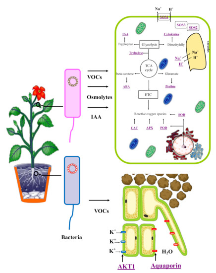 Salt Stress Tolerance-Promoting Proteins and Metabolites under Plant ...