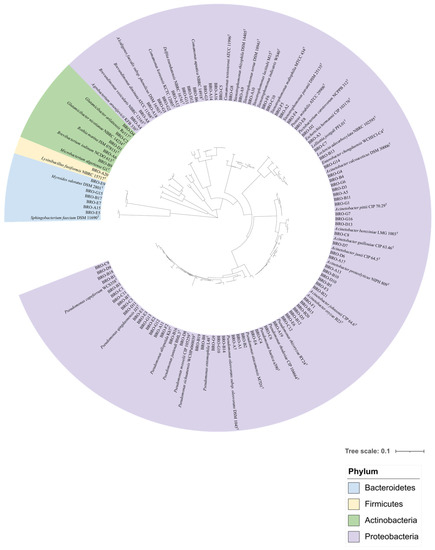 Bacterial Diversity and Dominant Spoilage Microorganisms in Fresh-Cut ...