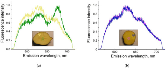 Using Fluorescence Spectroscopy to Detect Rot in Fruit and Vegetable Crops