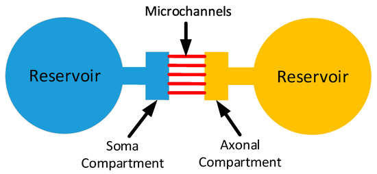 A Review on Microfluidic Platforms Applied to Nerve Regeneration