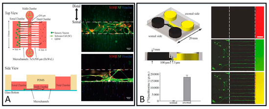 A Review on Microfluidic Platforms Applied to Nerve Regeneration
