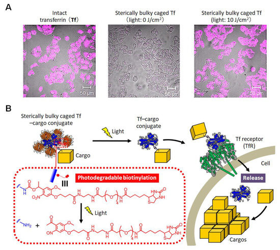 Recent Advances in Protein Caging Tools for Protein Photoactivation