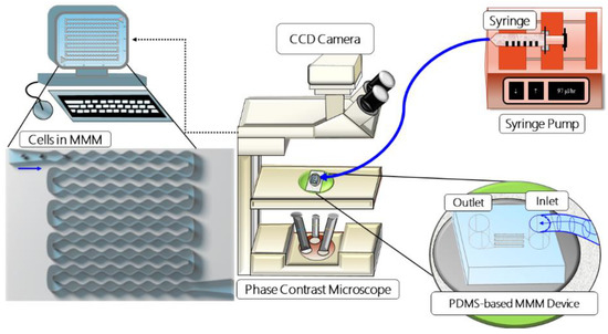 Microfluidic Microcirculation Mimetic as a Tool for the Study of ...