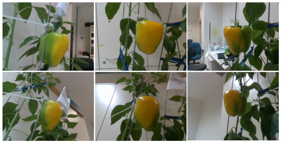 Dynamic Viewpoint Selection for Sweet Pepper Maturity Classification ...