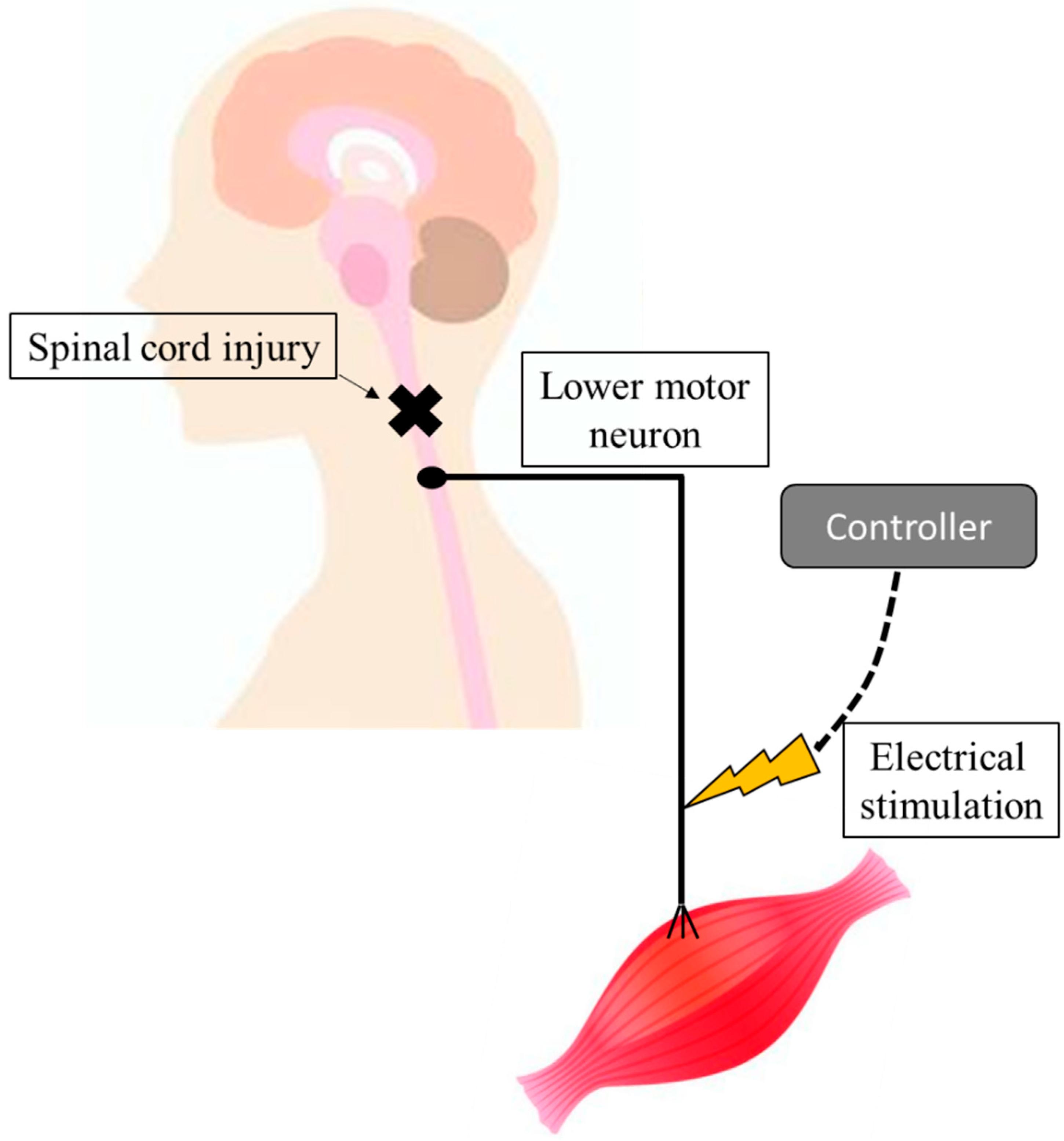 Upper Motor Neuron Function