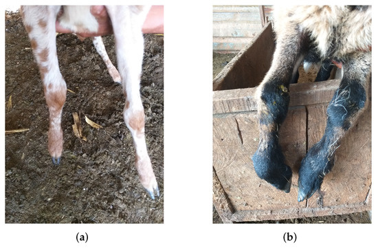 Lamb Behaviors Analysis Using a Predictive CNN Model and a Single Camera