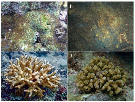 Study on the Development and Growth of Coral Larvae