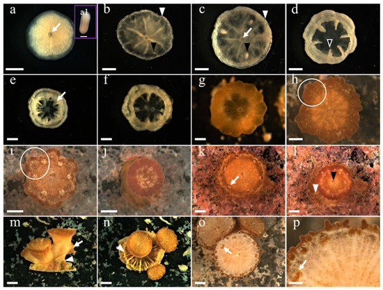 Study on the Development and Growth of Coral Larvae
