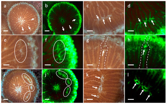 Study on the Development and Growth of Coral Larvae