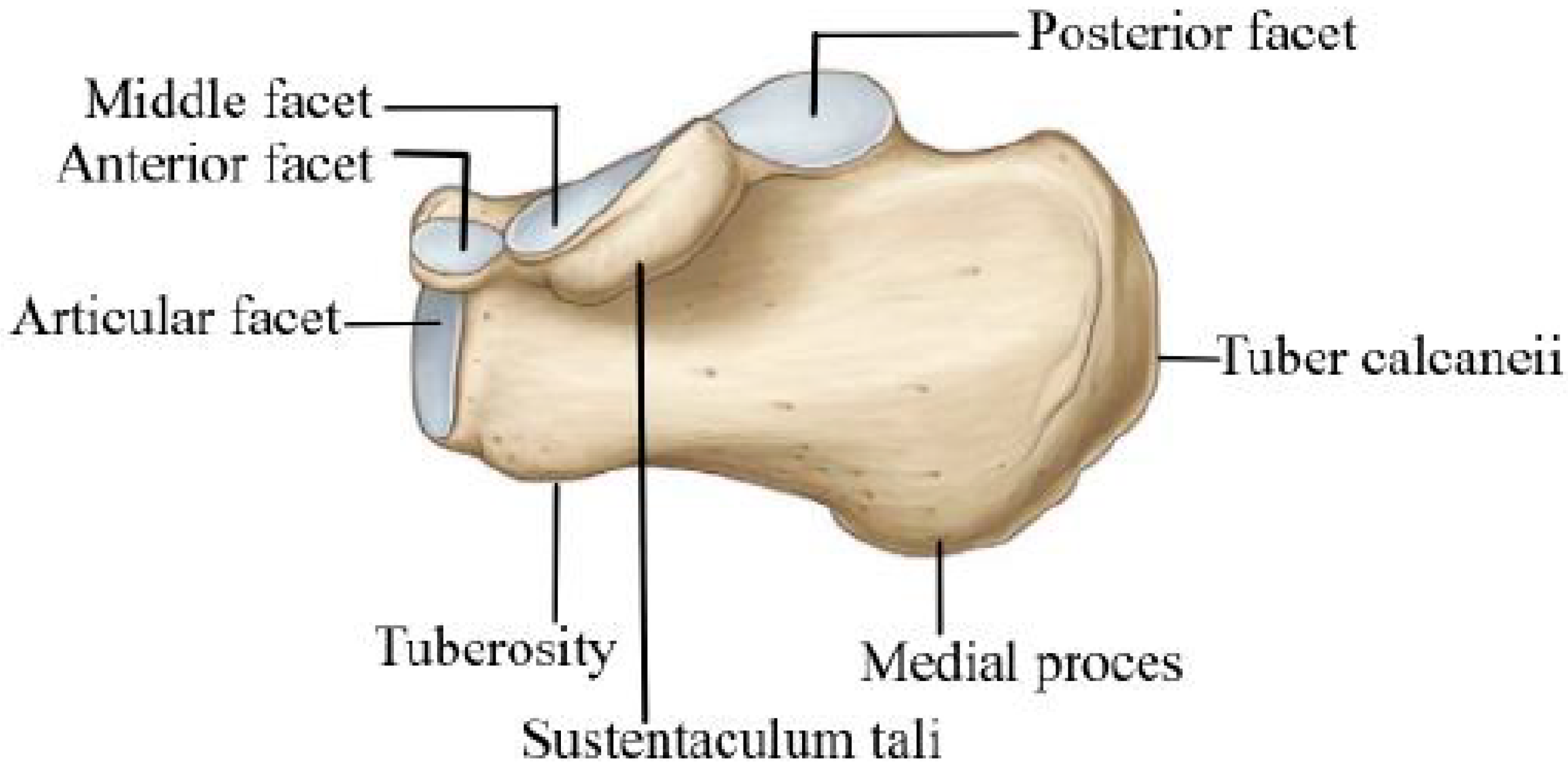 Sustentaculum Tali Skeleton