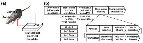 Preliminary Study on Safety Assessment of 10 Hz Transcranial ...