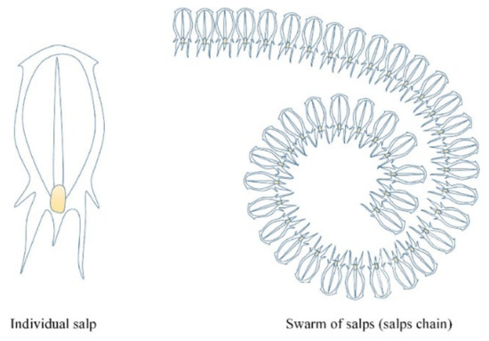 Applied Sciences | Free Full-Text | IHSSAO: An Improved Hybrid Salp Swarm Algorithm and Aquila ...