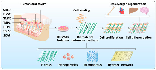 A Molecular View on Biomaterials and Dental Stem Cells Interactions ...