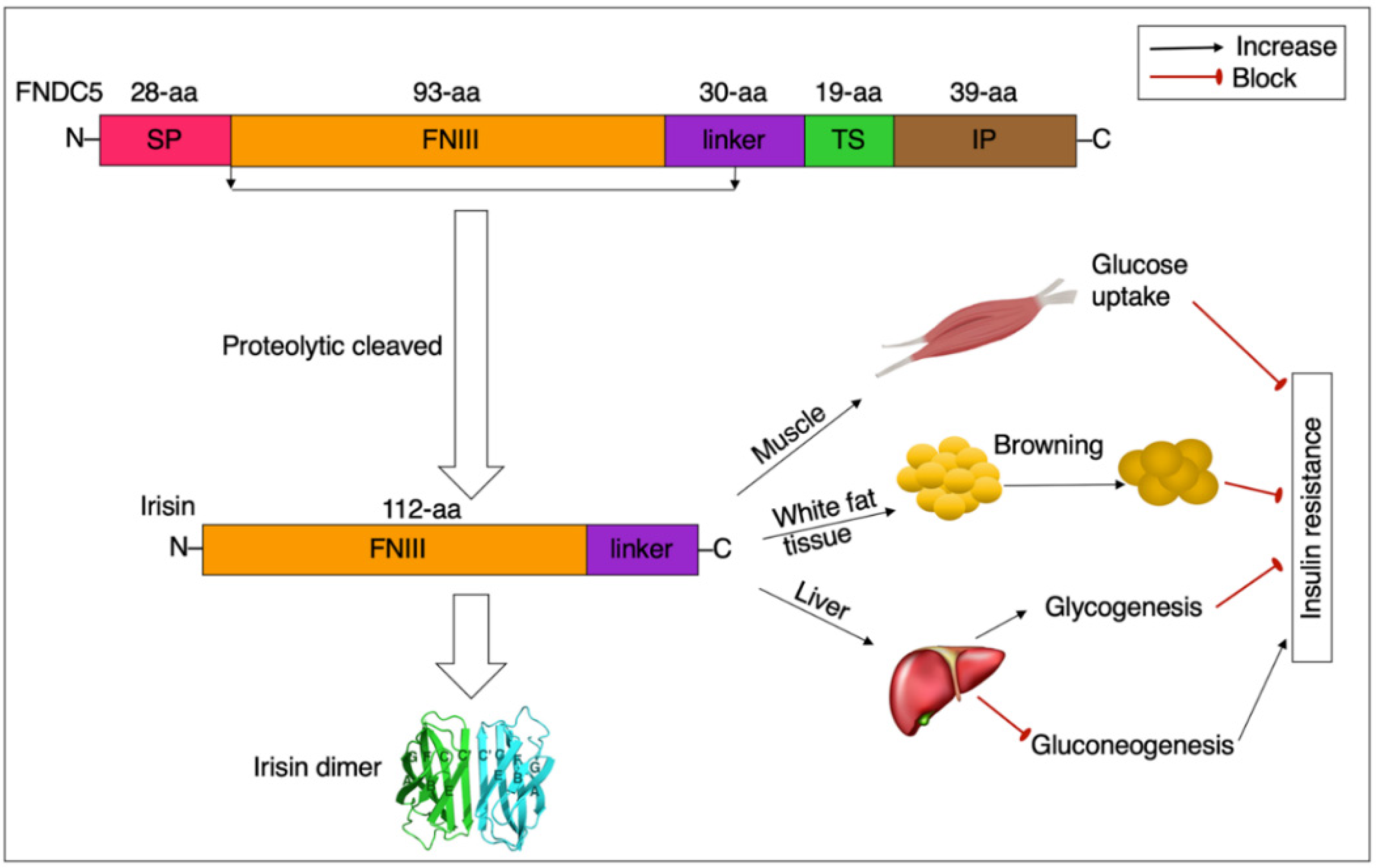 Irisin Molecular Structure