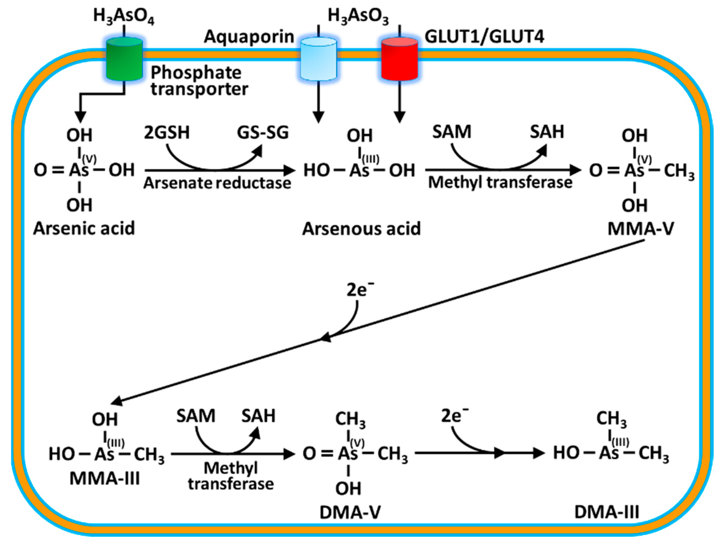 Applied Sciences | Free Full-Text | Arsenic: A Review on a Great Health ...