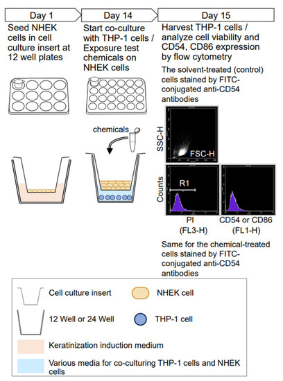 Co-Culture of THP-1 Cells and Normal Human Epidermal Keratinocytes ...