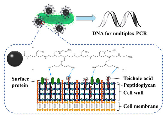Applied Sciences | Free Full-Text | Rapid-Response Magnetic Enrichment ...