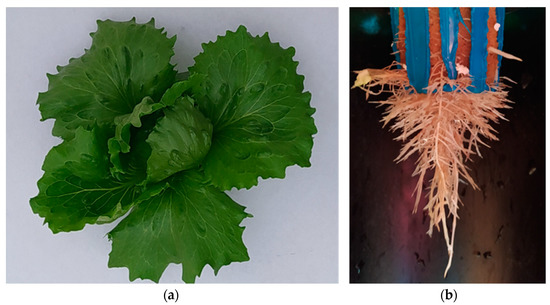 Non-Invasive Monitoring of the Thermal and Morphometric Characteristics ...