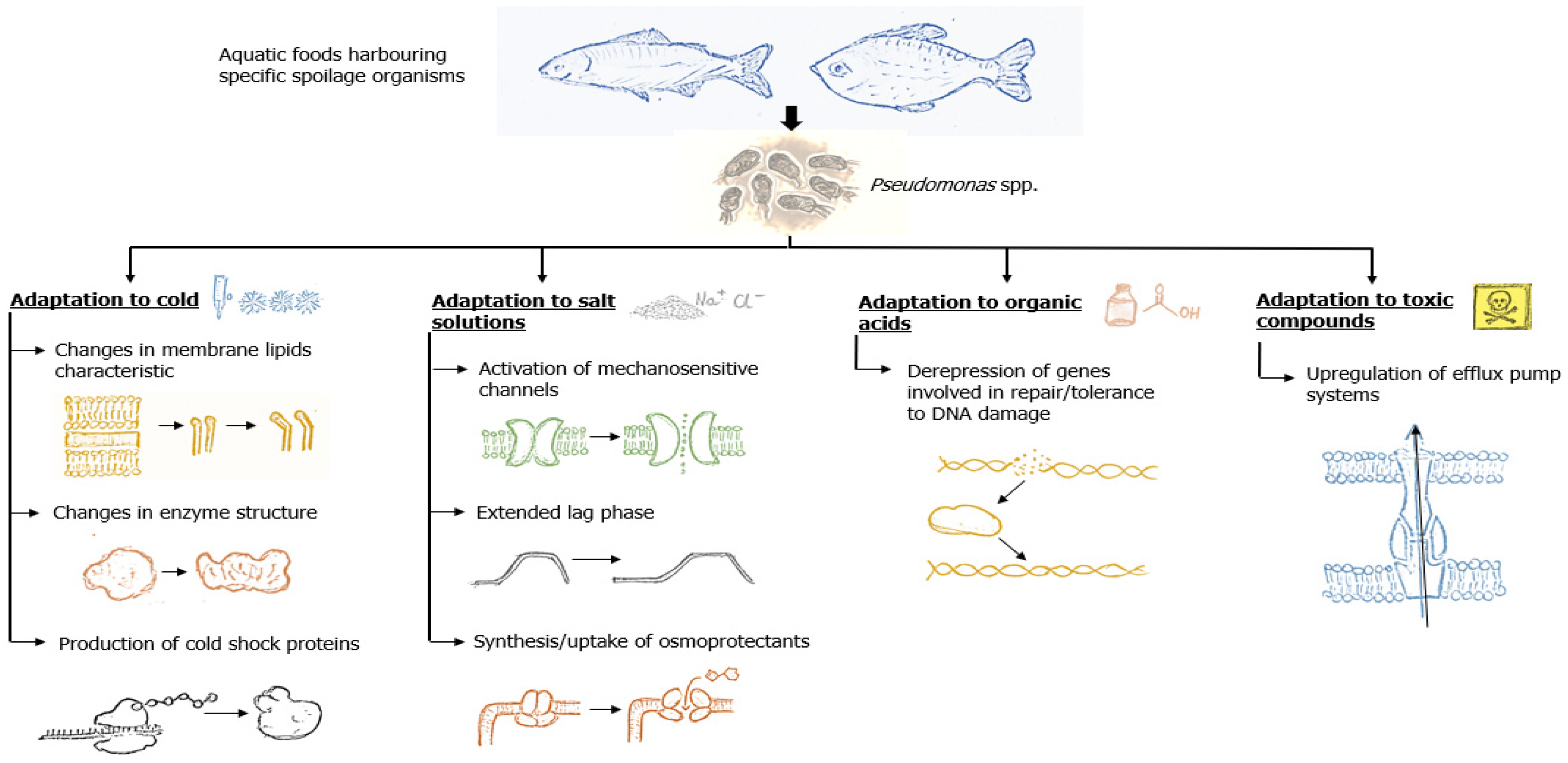 Current Advances in the Concept of Quorum Sensing-Based Prevention of ...