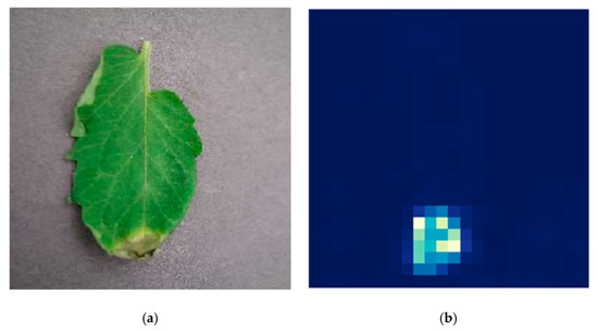 Plant Disease Detection Using Deep Convolutional Neural Network