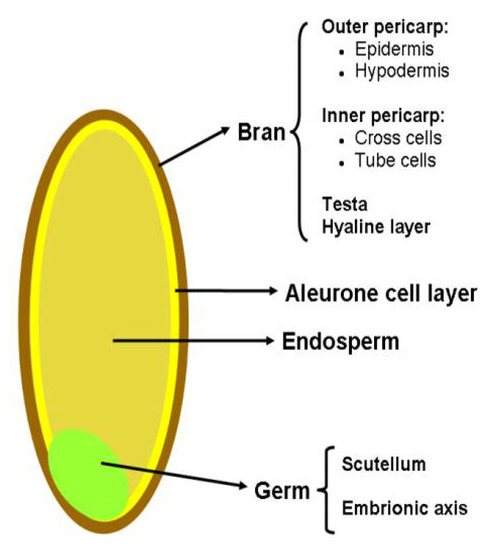 Applied Sciences | Free Full-Text | The Role of Resorcinolic Lipids of ...
