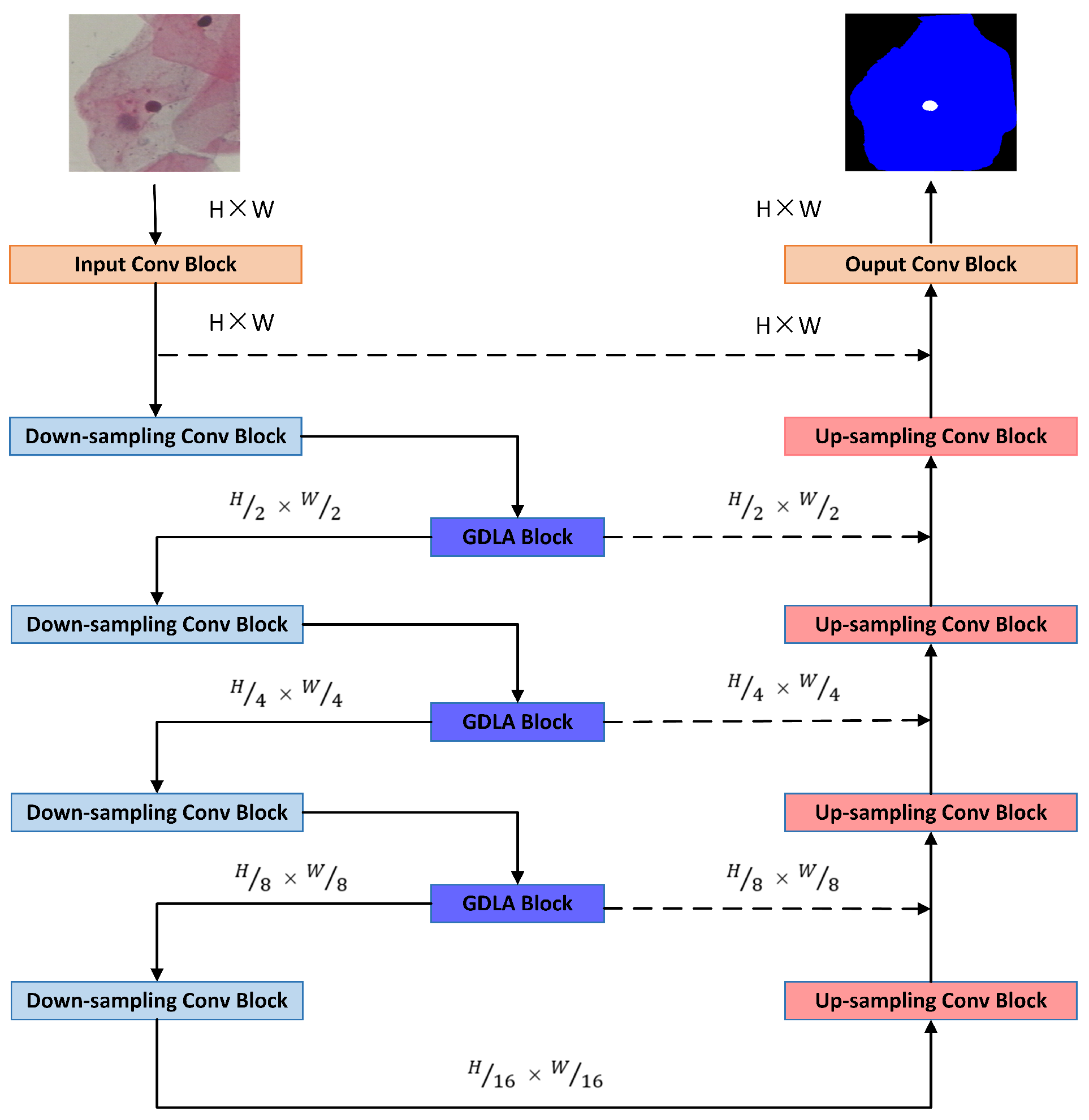 Applied Sciences | Free Full-Text | Cervical Cell Segmentation Method Based on Global Dependency ...