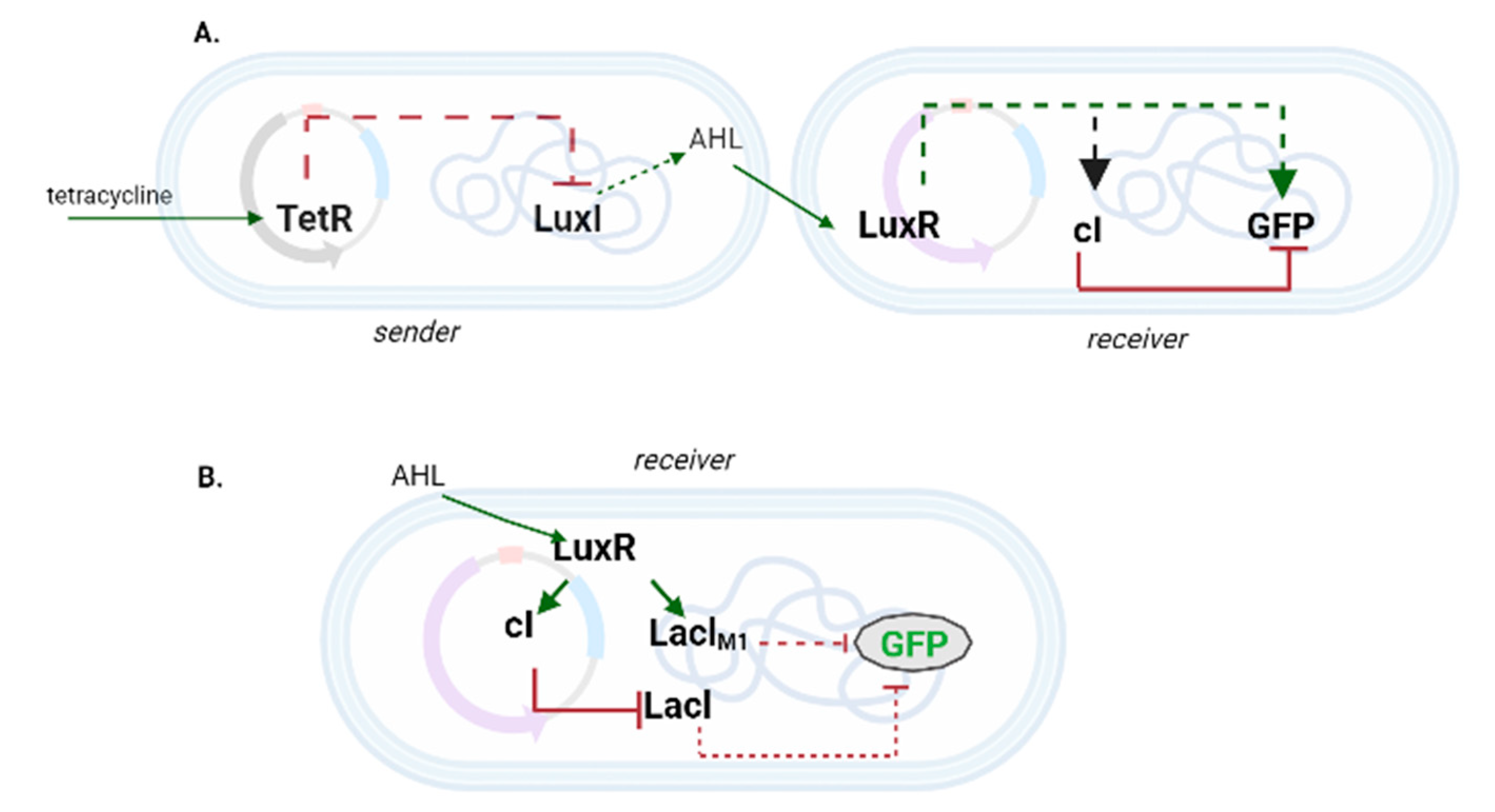 Feedforward Loops: Evolutionary Conserved Network Motifs Redesigned for Synthetic Biology ...