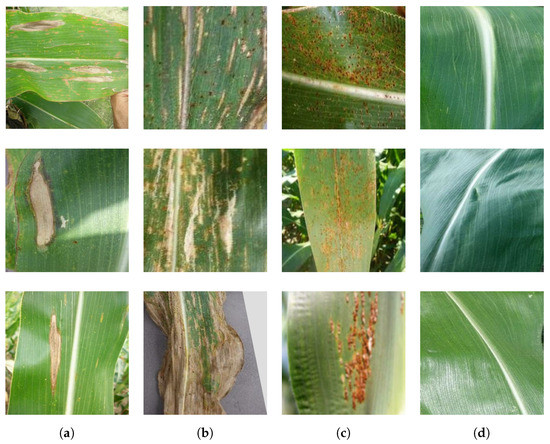 Adaptive Thresholding of CNN Features for Maize Leaf Disease ...