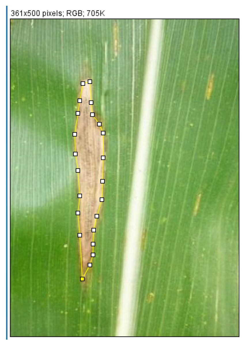 Adaptive Thresholding of CNN Features for Maize Leaf Disease ...