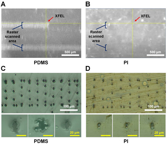 Radiation Damage of Polydimethylsiloxane and Polyimide by X-ray Free ...