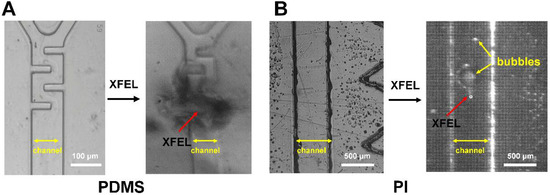 Radiation Damage of Polydimethylsiloxane and Polyimide by X-ray Free ...