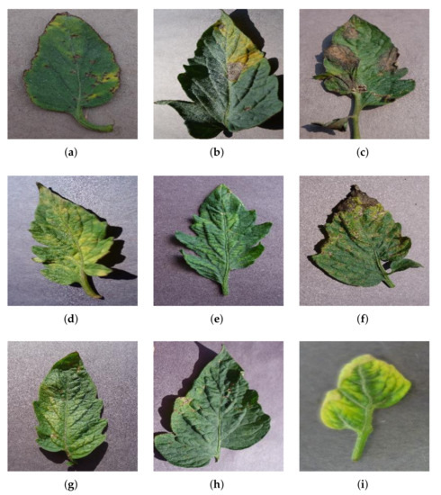 Automatic Detection of Tomato Diseases Using Deep Transfer Learning