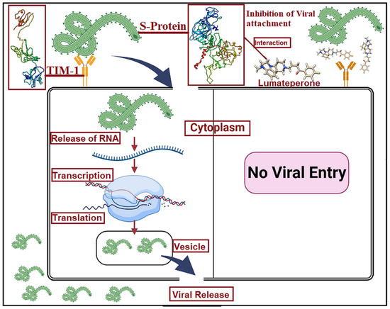 Lumateperone Interact with S-Protein of Ebola Virus and TIM-1 of Human ...