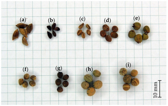 Determination of Seed Volume Based on Selected Seed Dimensions