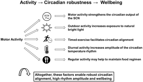 The Impact of Physical Activity on the Circadian System: Benefits for ...