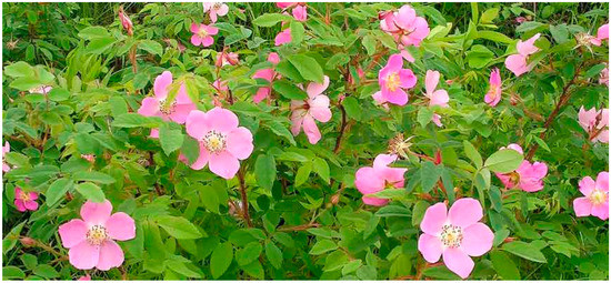 Rosa davurica Pall., Rosa rugosa Thumb., and Rosa acicularis Lindl ...
