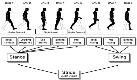 Bio-Inspired Model-Based Design and Control of Bipedal Robot
