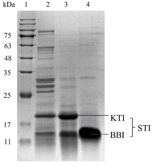 Trypsin Inhibitor from Soybean Whey Wastewater: Isolation, Purification ...