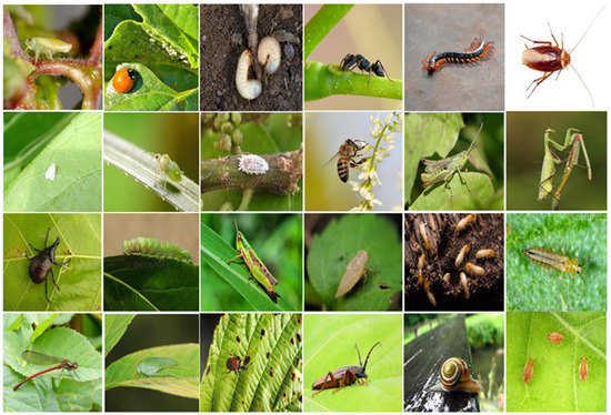 Deep Learning Based Detector YOLOv5 for Identifying Insect Pests