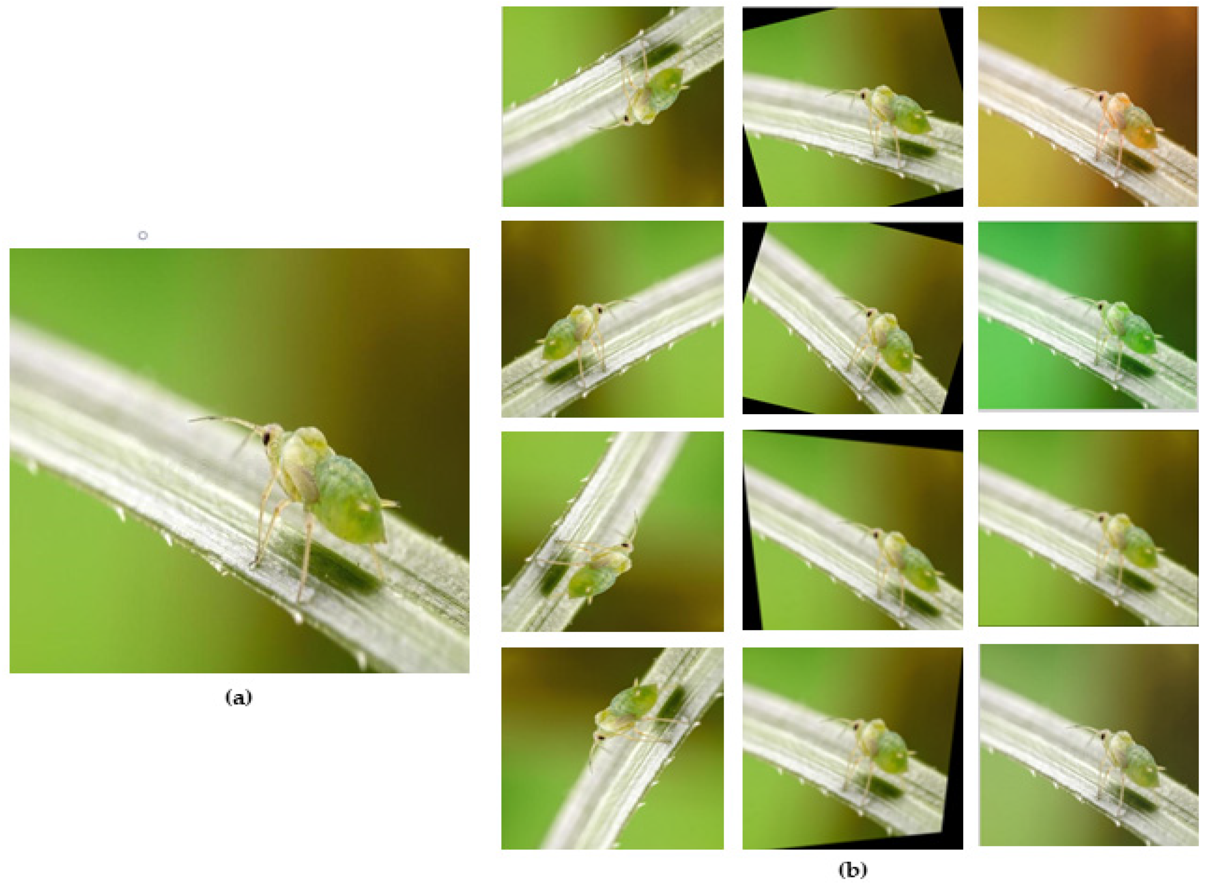 Deep Learning Based Detector YOLOv5 for Identifying Insect Pests